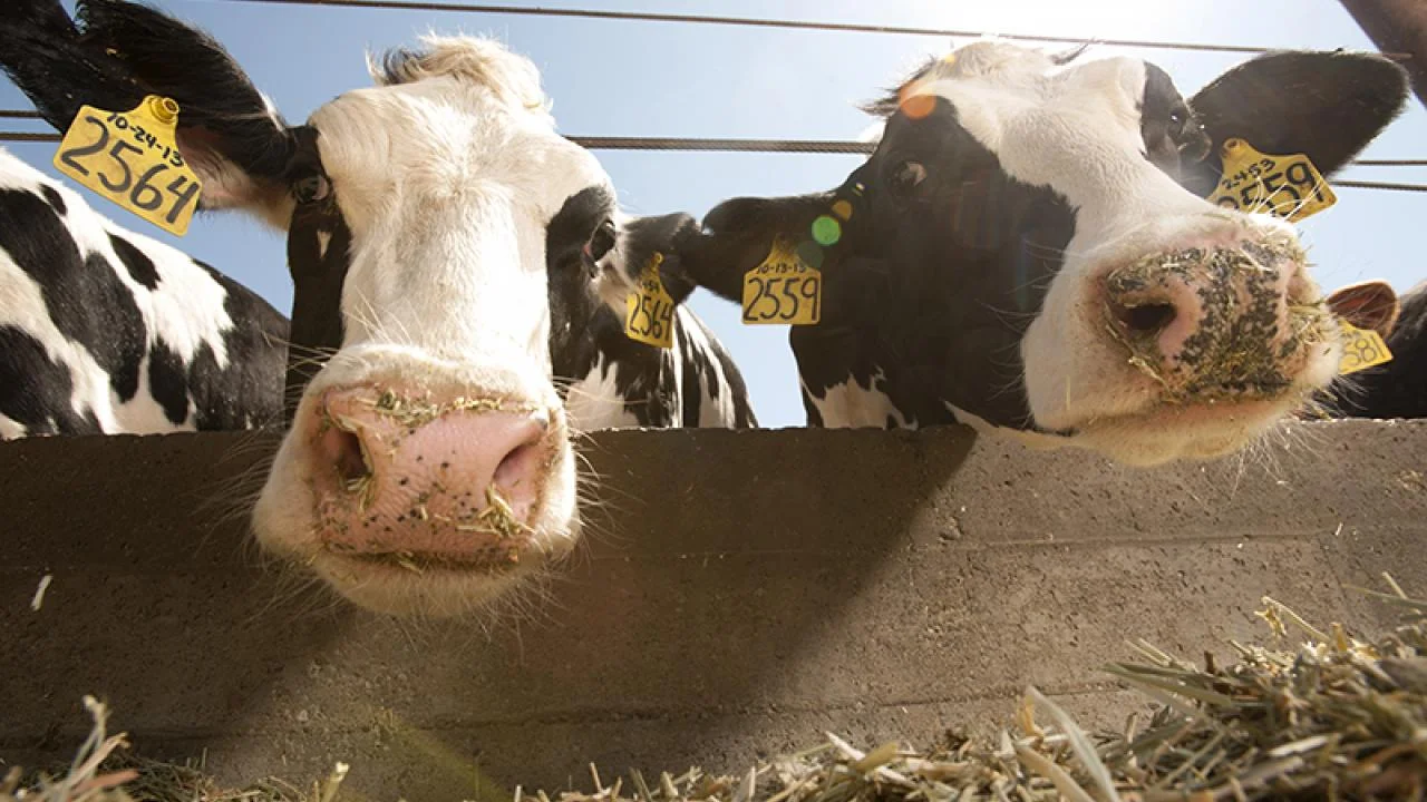 One Health Rapid Response: PCR testing of milk samples from the UC ...